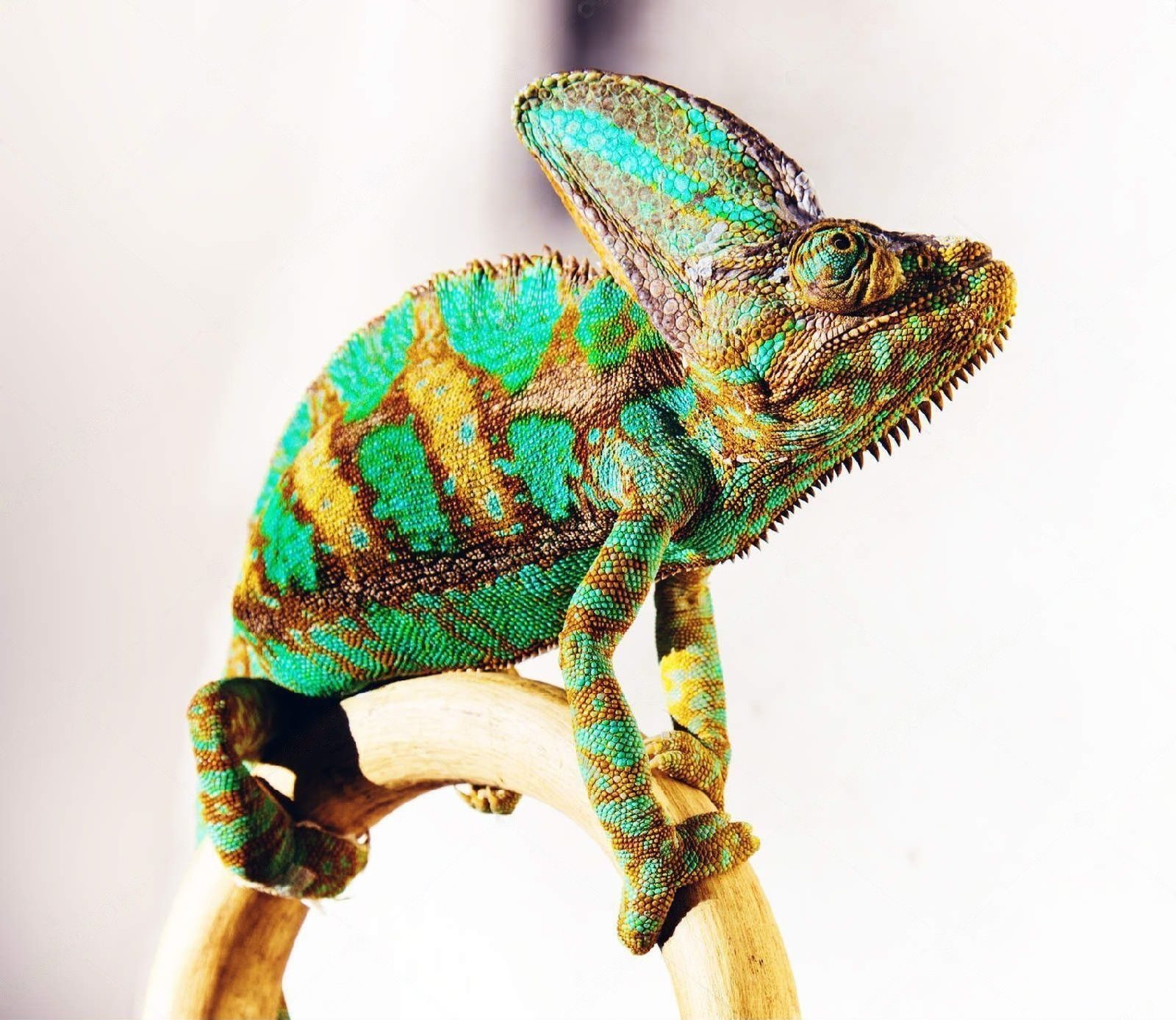 Le caméléon : espèce à découvrir | Animalerie Monde Animal
