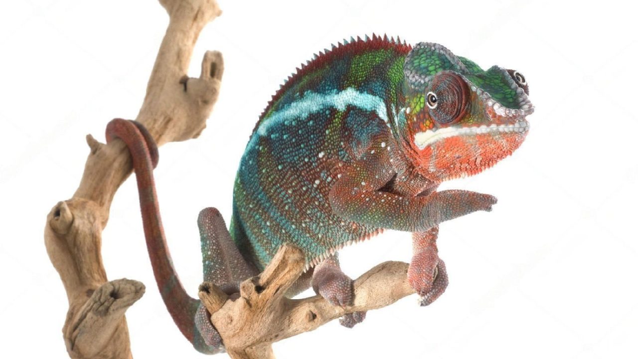 Le caméléon : espèce à découvrir | Animalerie Monde Animal