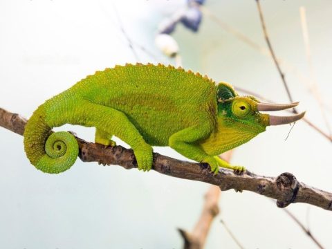 Le caméléon : espèce à découvrir | Animalerie Monde Animal