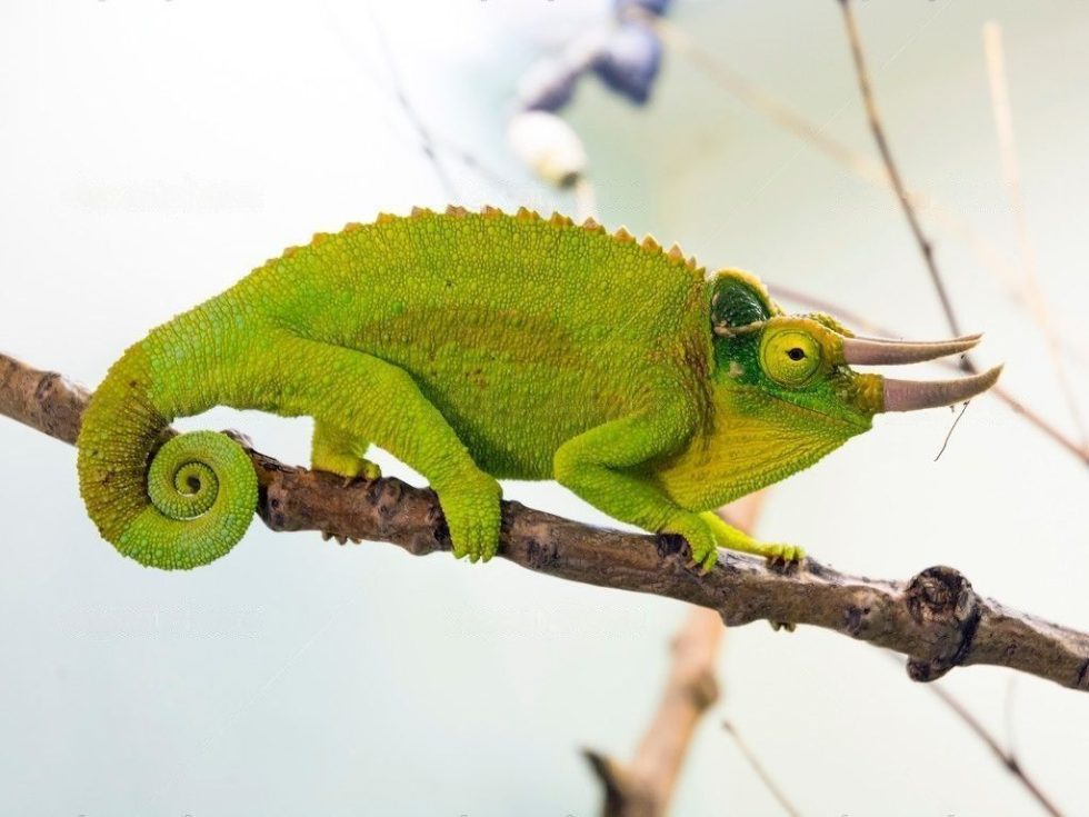 Le caméléon : espèce à découvrir | Animalerie Monde Animal